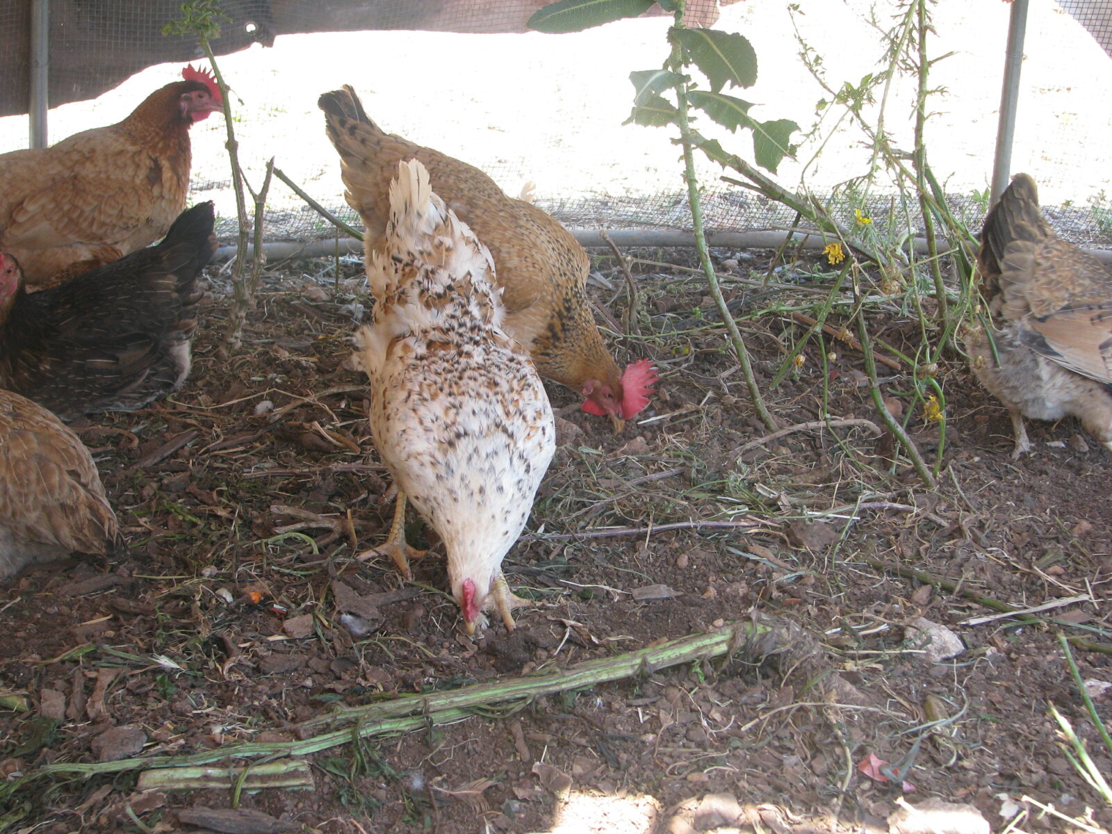 Perivoli urban farm in Athens with kids experience